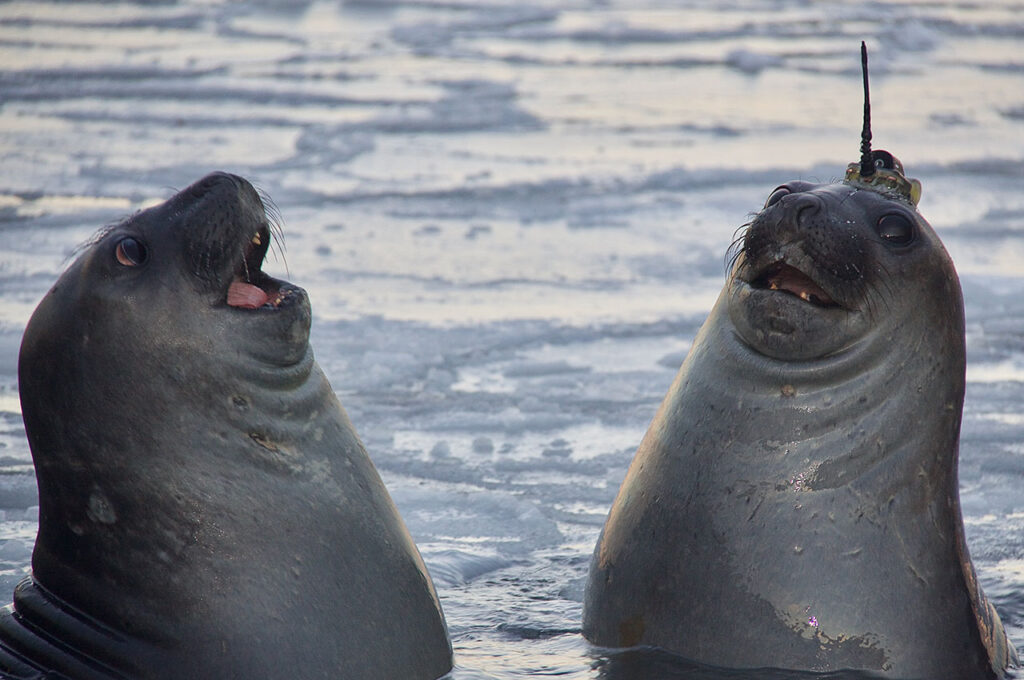 A new wave of elephant seals becomes animal oceanographers – Global ...