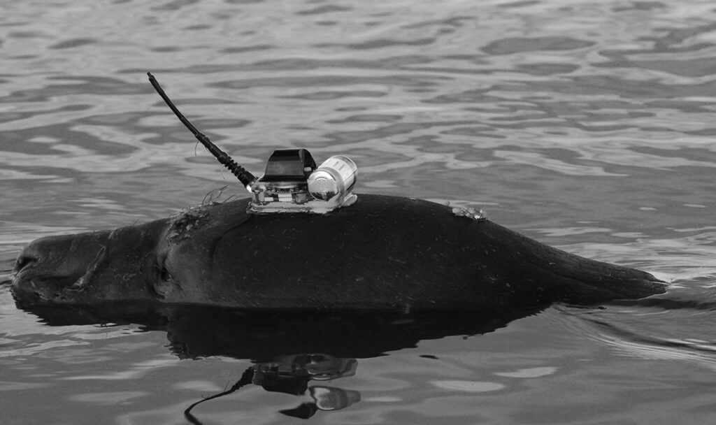 A new wave of elephant seals becomes animal oceanographers – Global ...